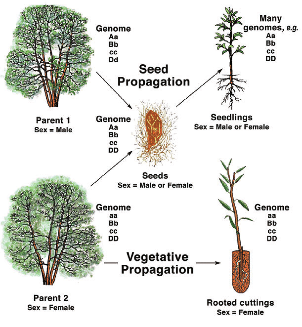what-is-propagation